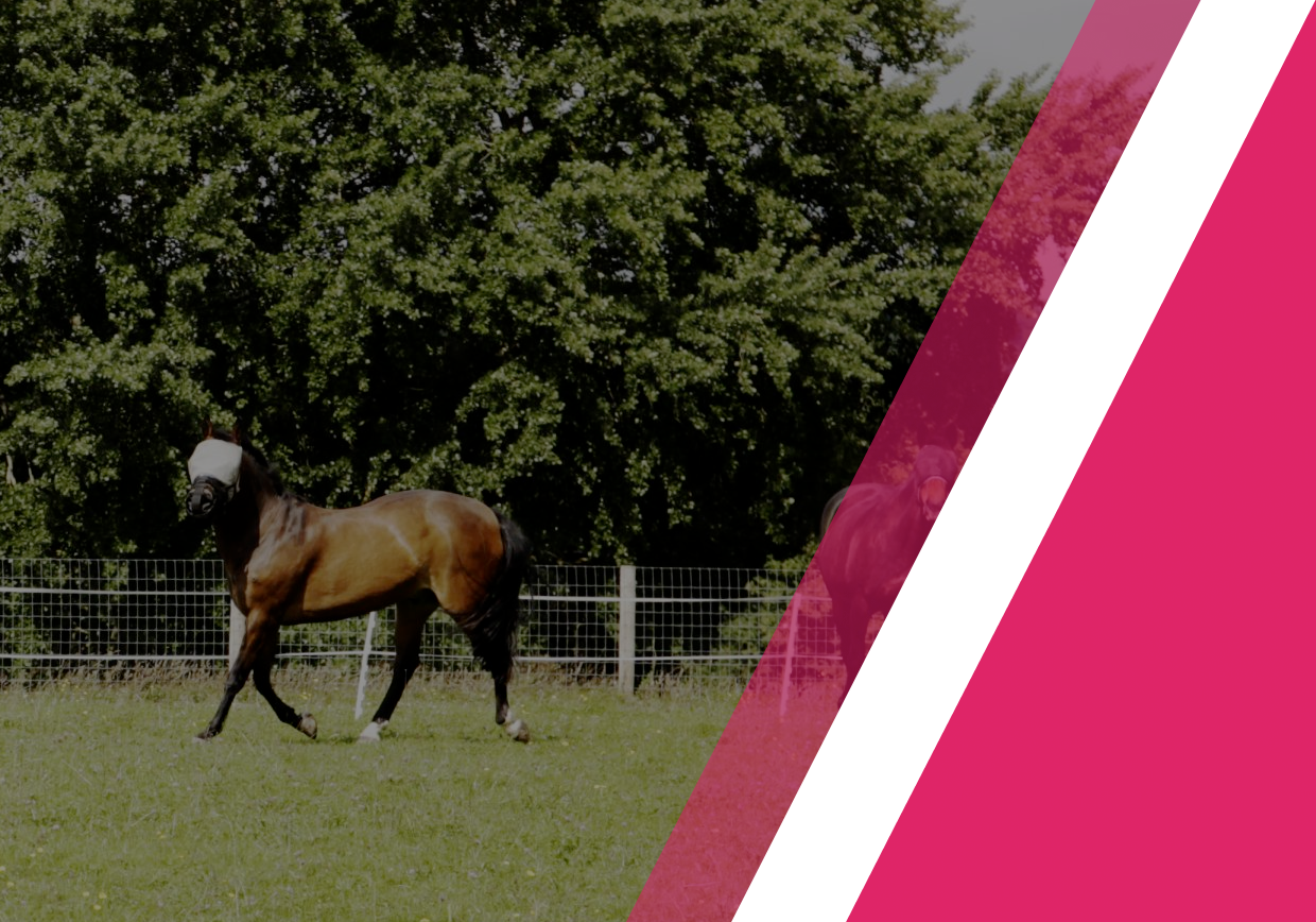 The Equestrian Planning Consultancy – Equestrian Planning by Equestrian ...